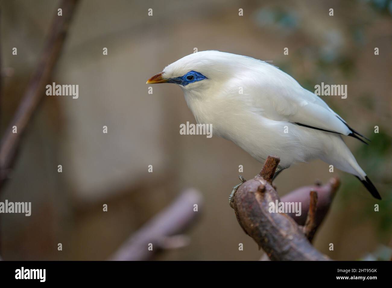 Cute blue-eyed Bali Myna in natural habitat Stock Photo - Alamy