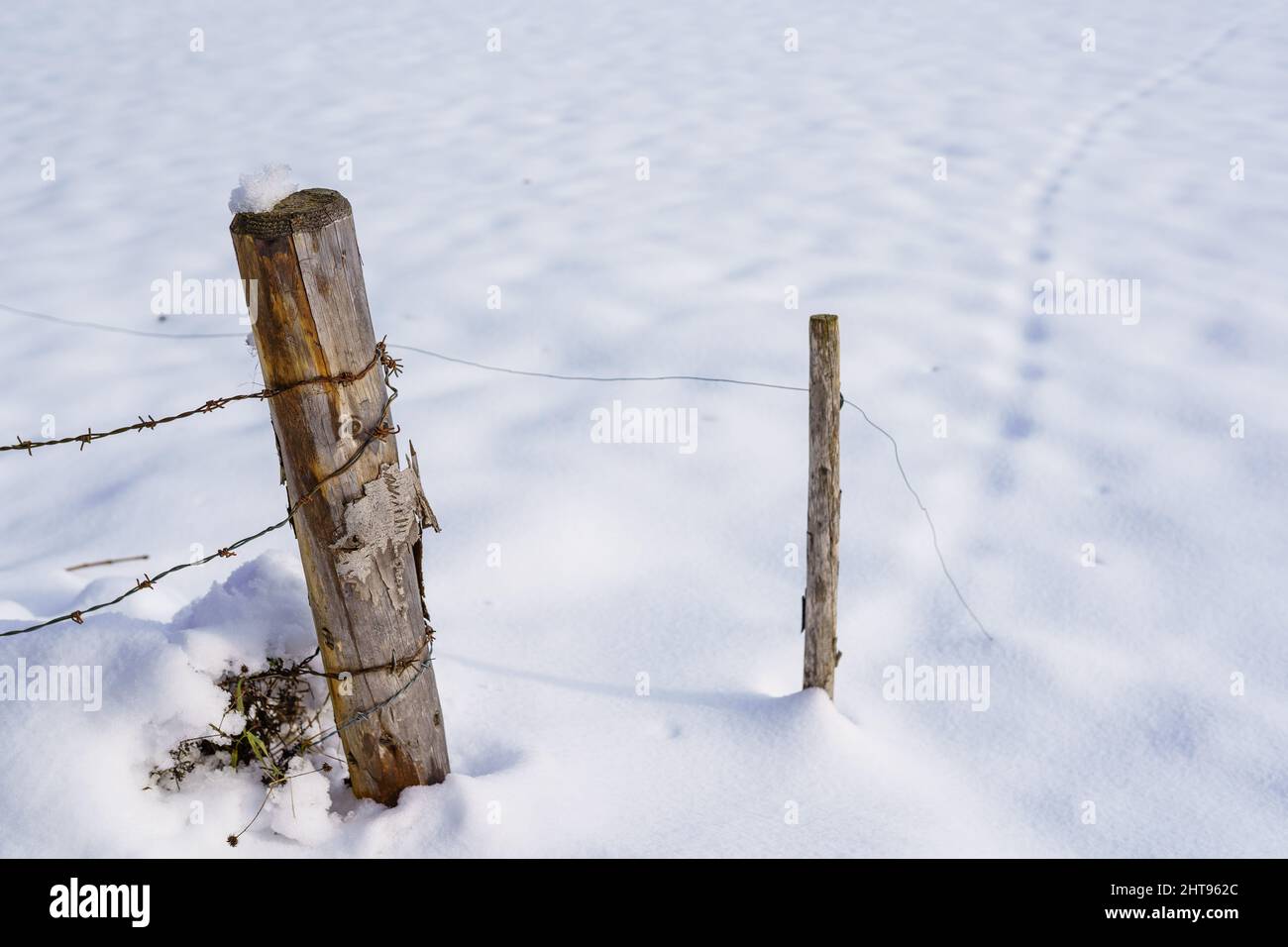 Frost stick hi-res stock photography and images - Alamy