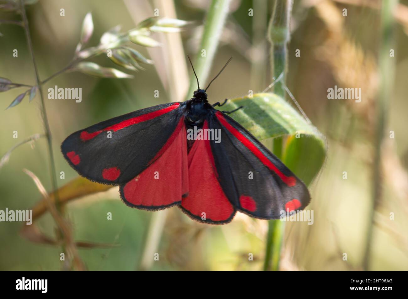 Meadow grass moth hi-res stock photography and images - Alamy