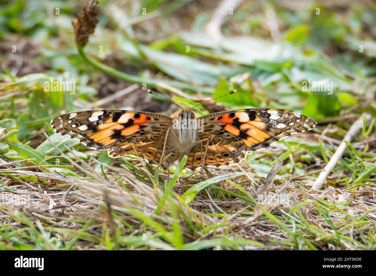 Lady on the grass hi-res stock photography and images - Alamy