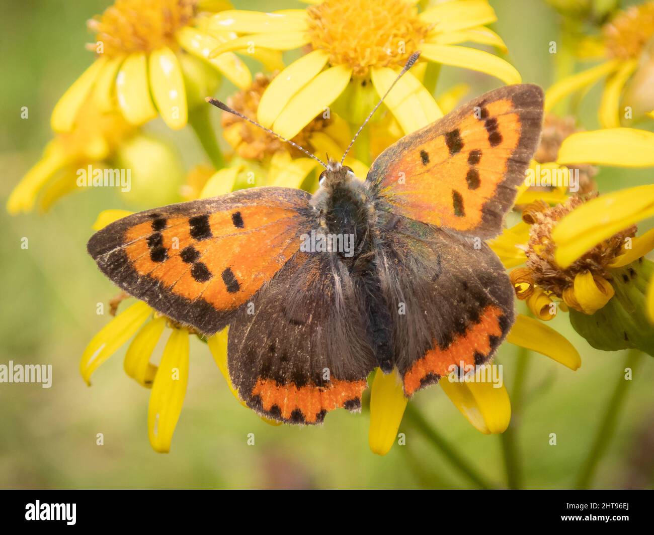Small Copper butterfly on Ragwort plant Stock Photo - Alamy