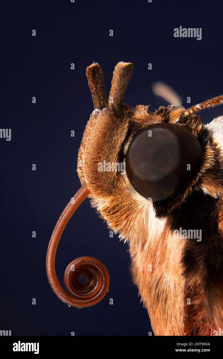 Macro shot of the black witch moth Stock Photo - Alamy