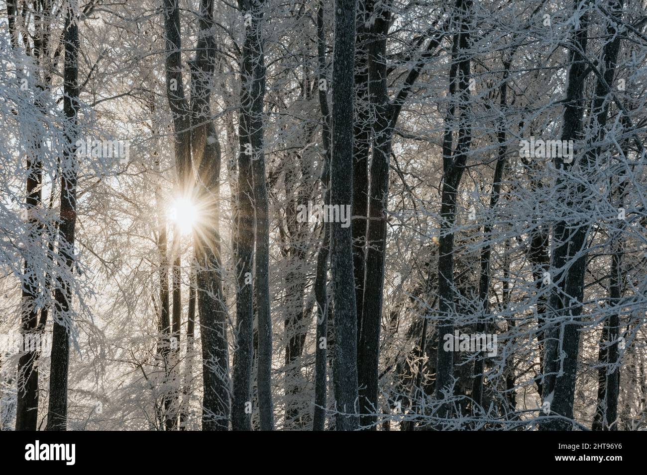 Closeup of the sun burst behind trees in snowy forest in winter Stock ...