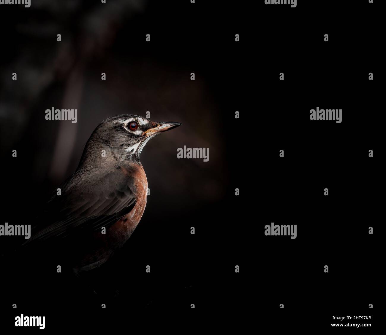 Cute Robin bird with black background Stock Photo - Alamy