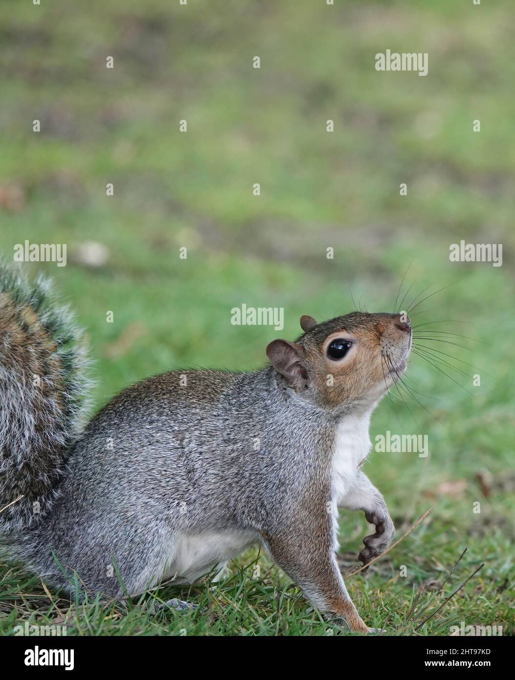 Side view of a grey squirrel on the grass looking up Stock Photo - Alamy