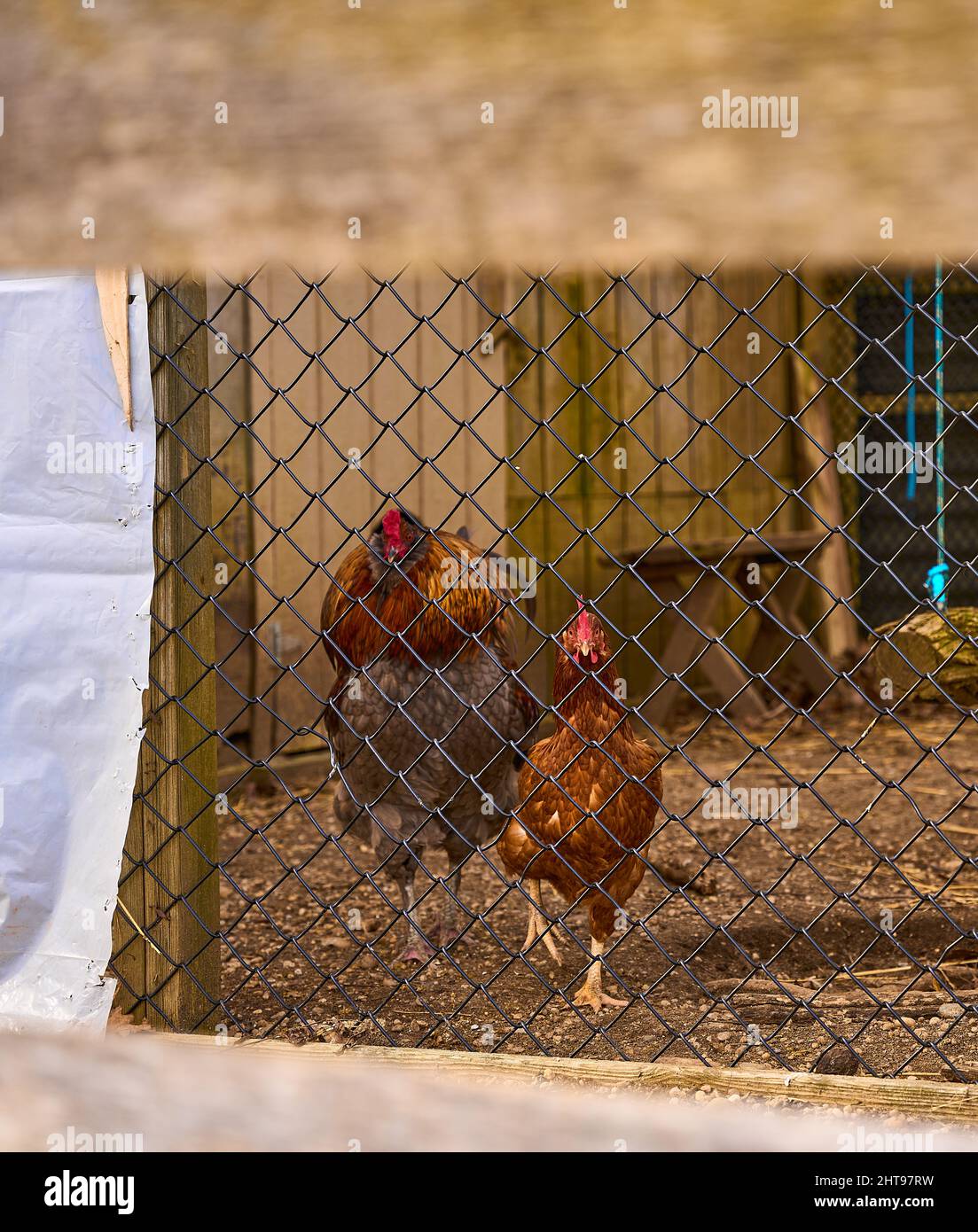 Laying hen perched on the ground inside a furnished wire cage Stock ...