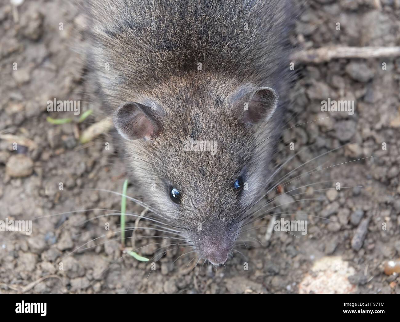 High angle closeup fluffy hi-res stock photography and images - Alamy