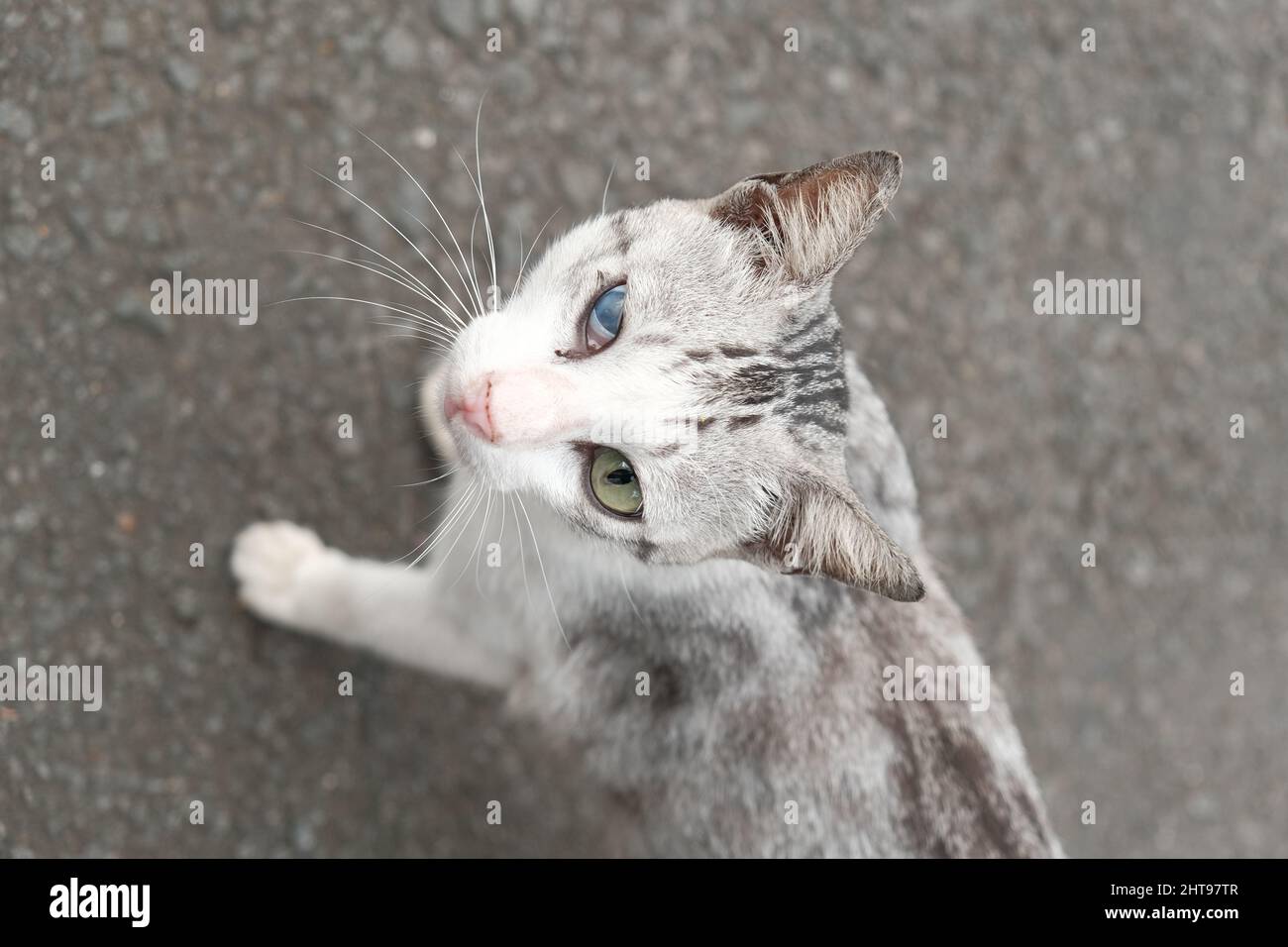 Vertical closeup of the stray cat with keratitis Stock Photo - Alamy