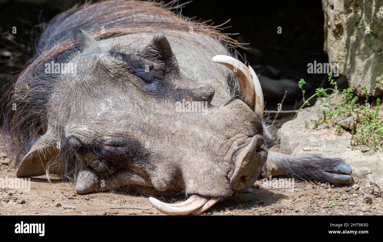 Natural view of an African warthog sleeping lying on the ground Stock Photo - Alamy