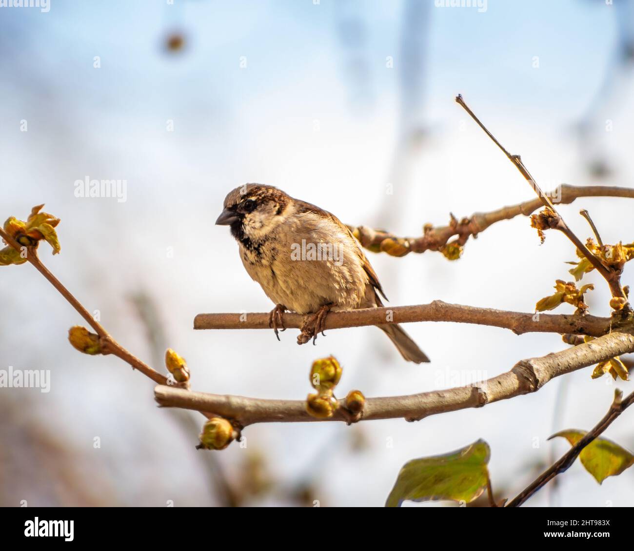 Closeup shot of a sparrow perched on a tree branch Stock Photo - Alamy
