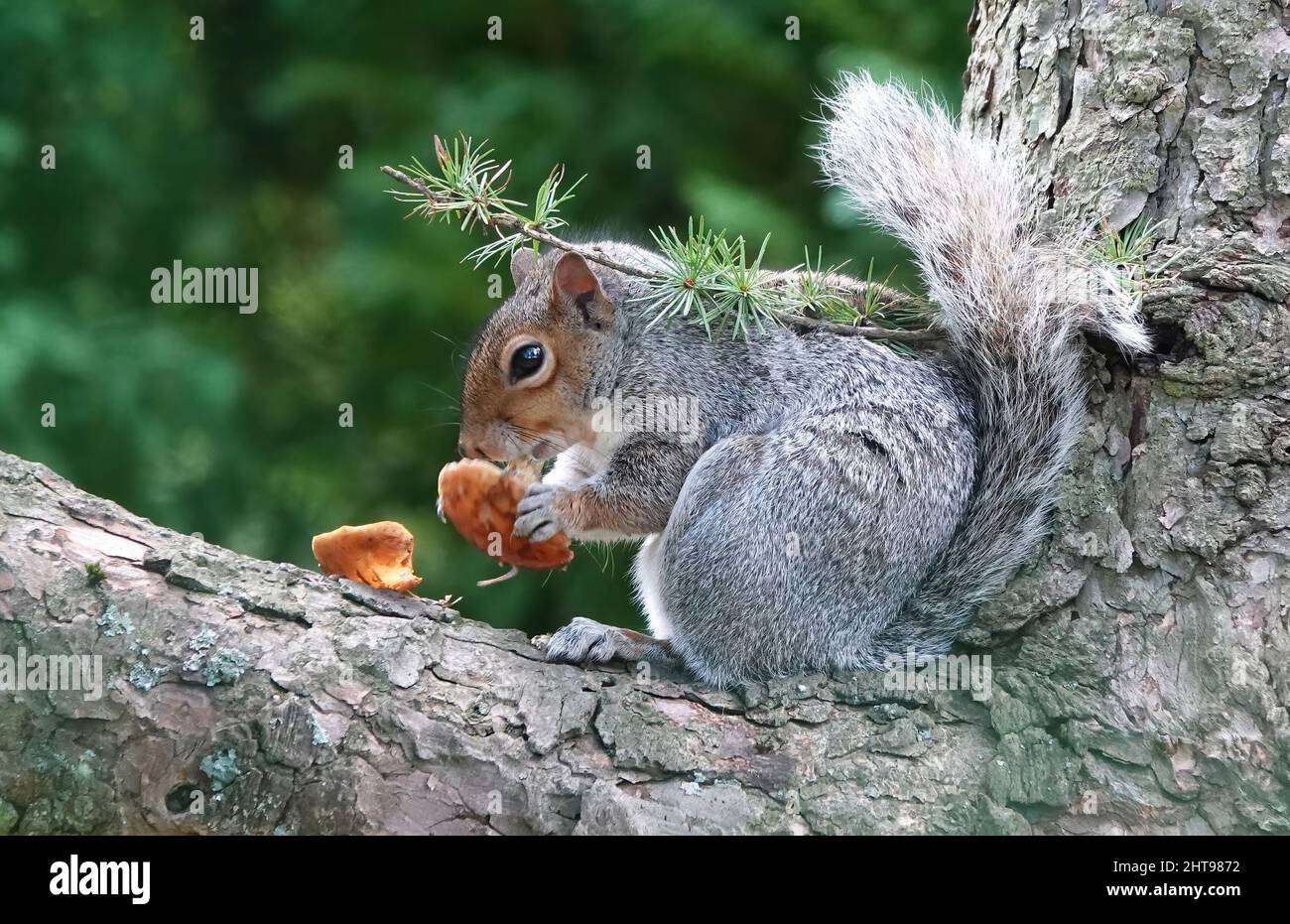 Picture from profile of a grey squirrel while eating Stock Photo - Alamy