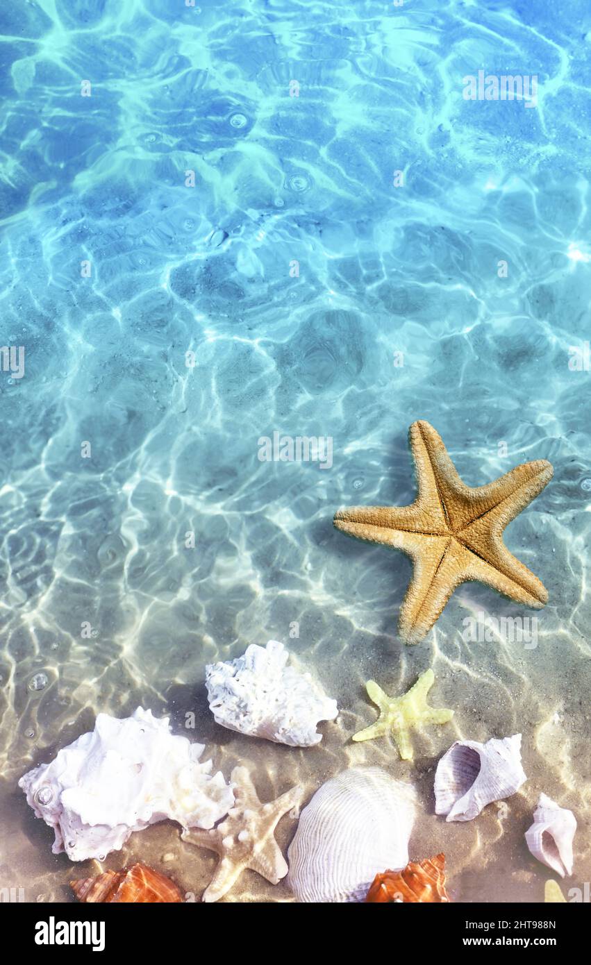 Starfish on the summer beach in sea water. Summer background. Summer ...