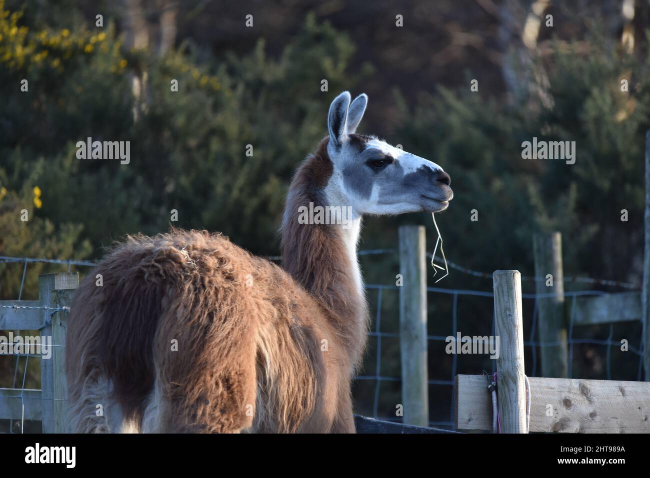 Lamas park hi-res stock photography and images - Alamy