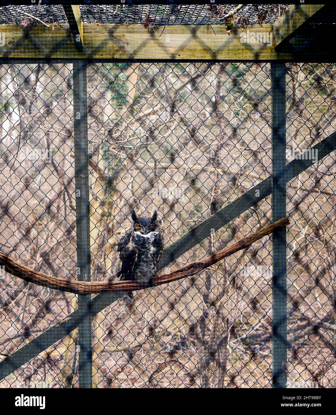Bird on wired fence hi-res stock photography and images - Alamy