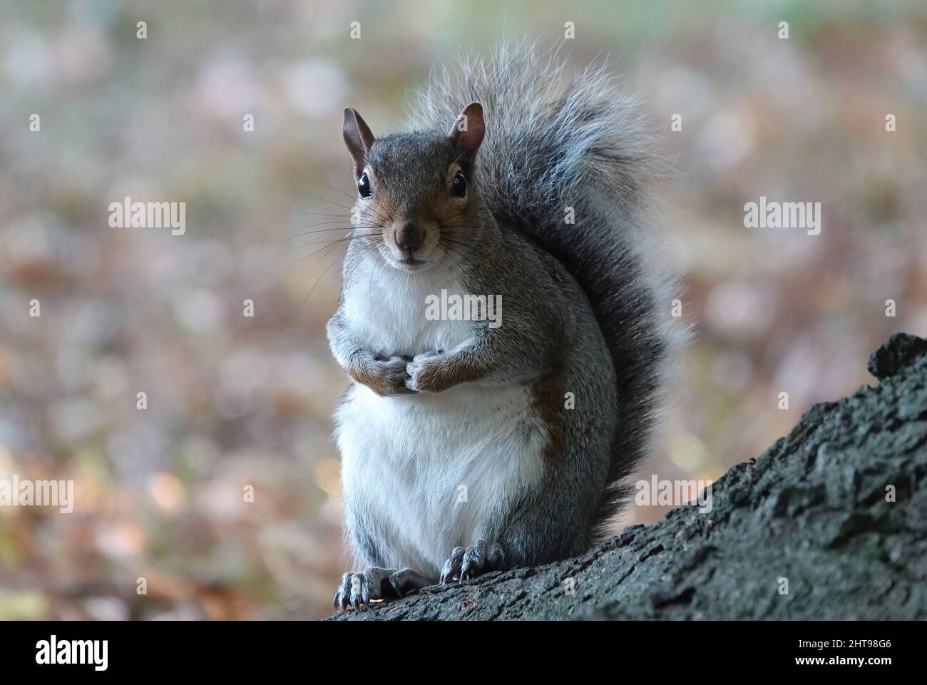 Cute grey squirrel perching on the base of a tree trunk looking at the ...
