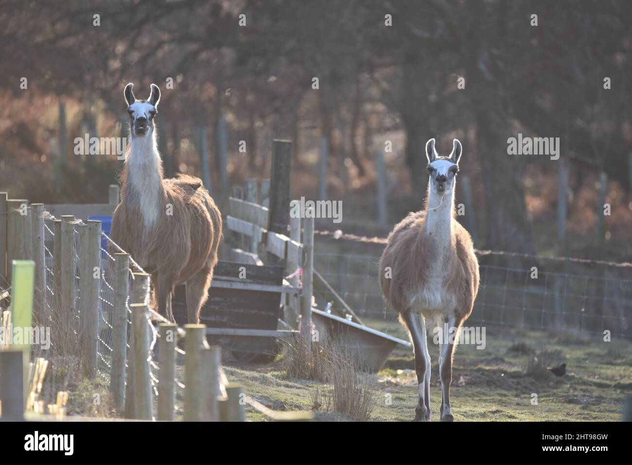 Lamas park hi-res stock photography and images - Alamy