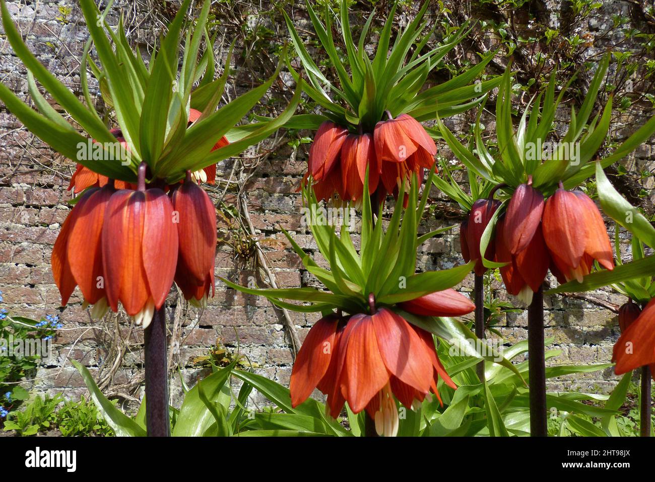 Natural view of crown imperial flowers outdoors Stock Photo - Alamy