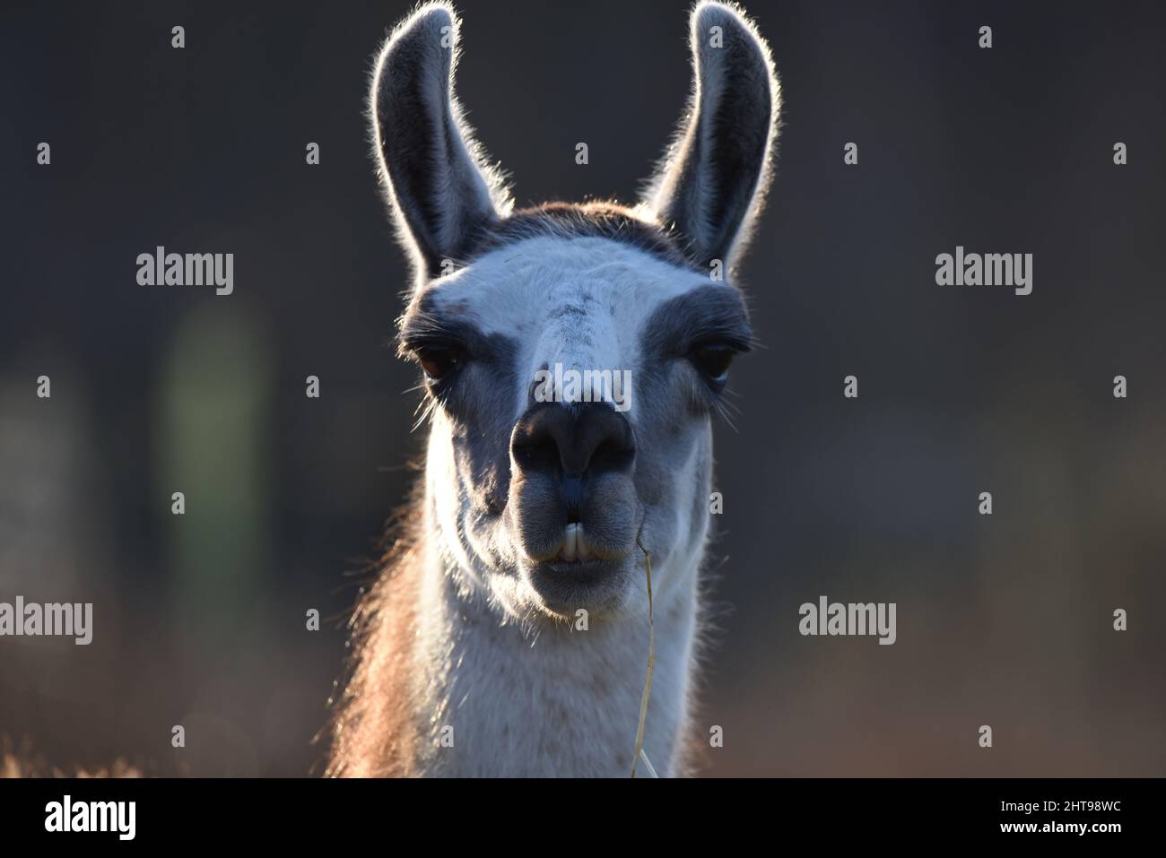 Lamas park hi-res stock photography and images - Alamy