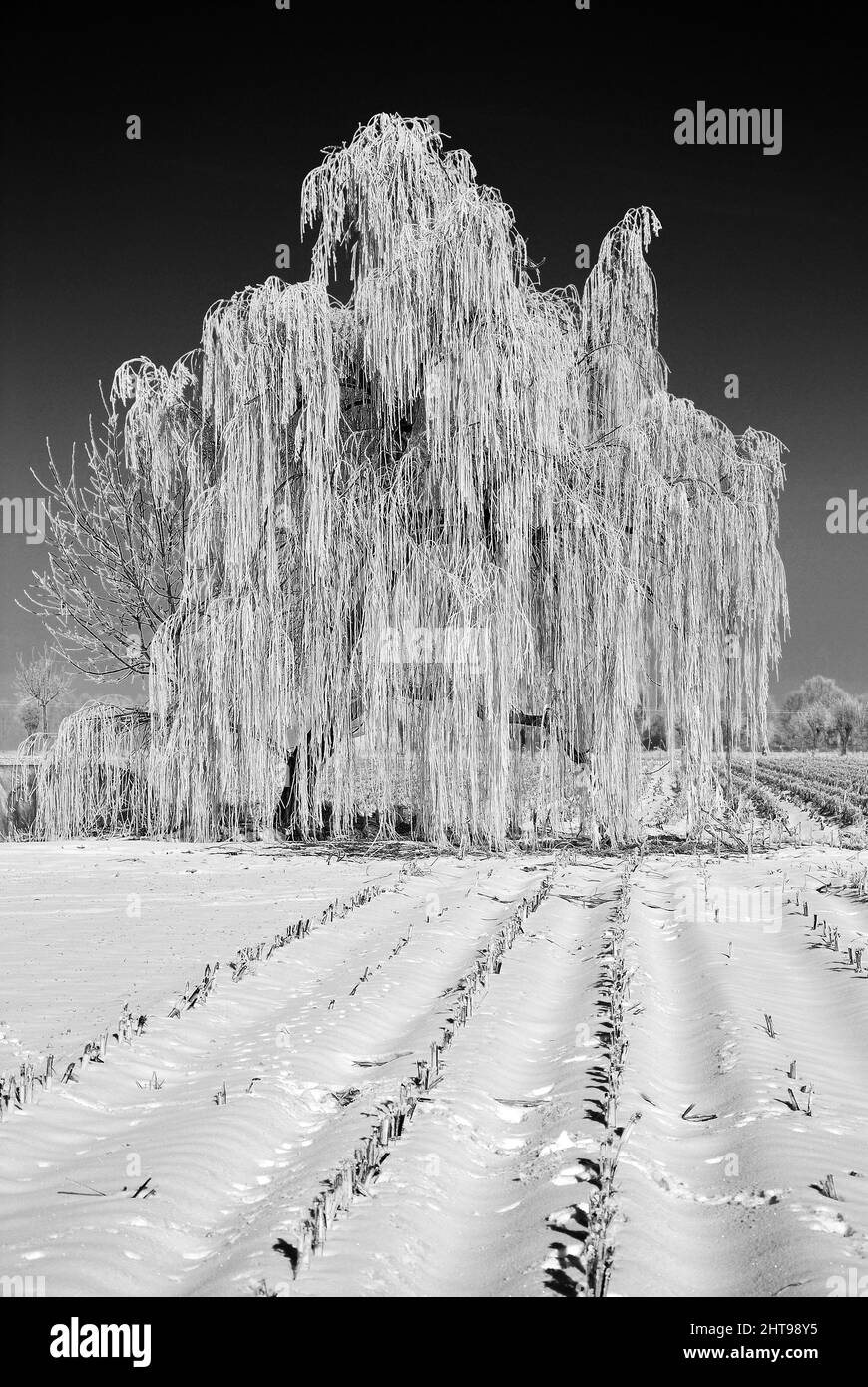 Weeping willow covered in snow Stock Photo - Alamy