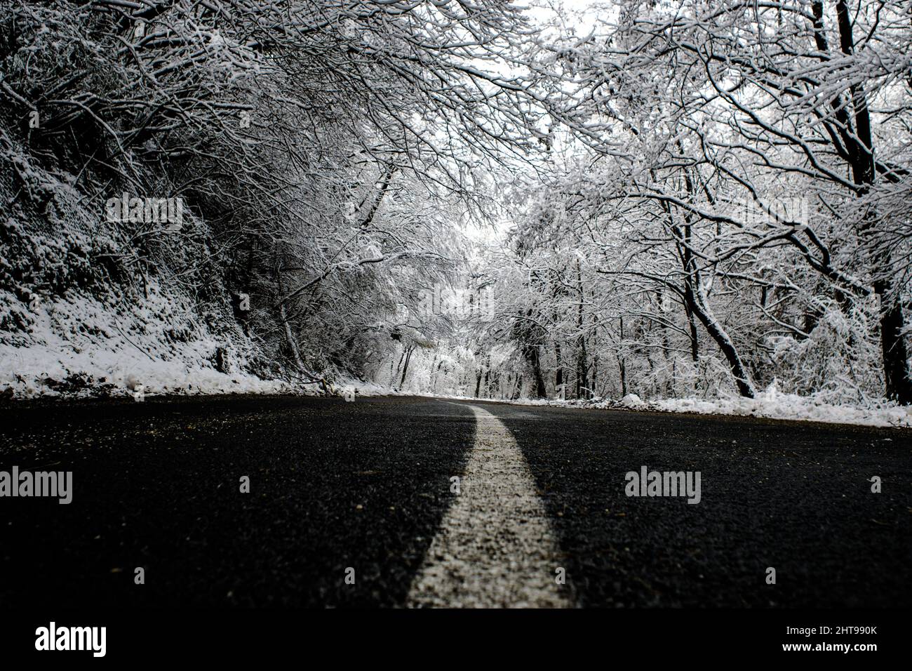 Asphalt road through winter forest Stock Photo - Alamy