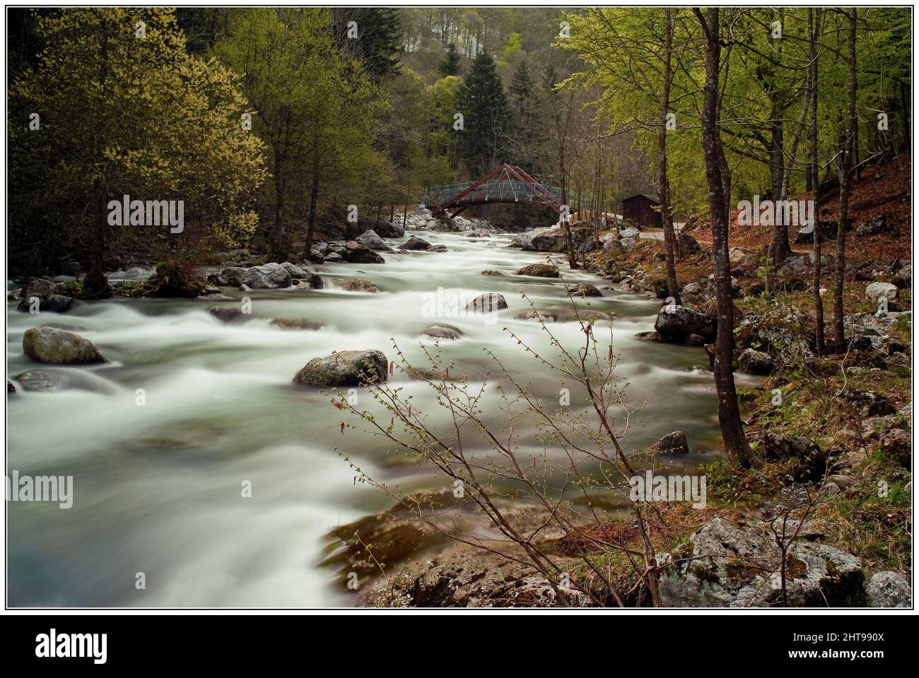 River in forest trees Cut Out Stock Images & Pictures - Alamy