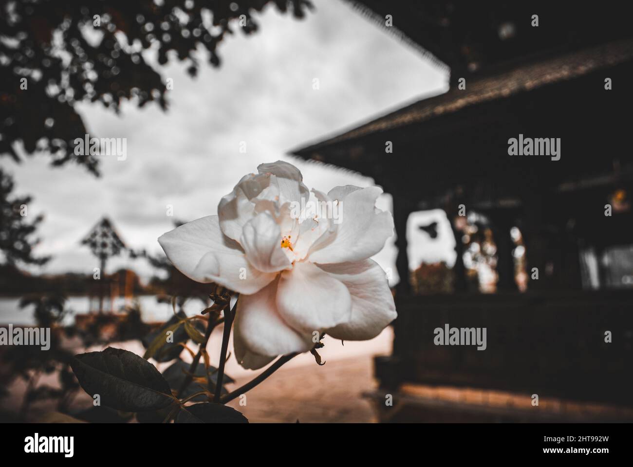 White petal details hi-res stock photography and images - Alamy