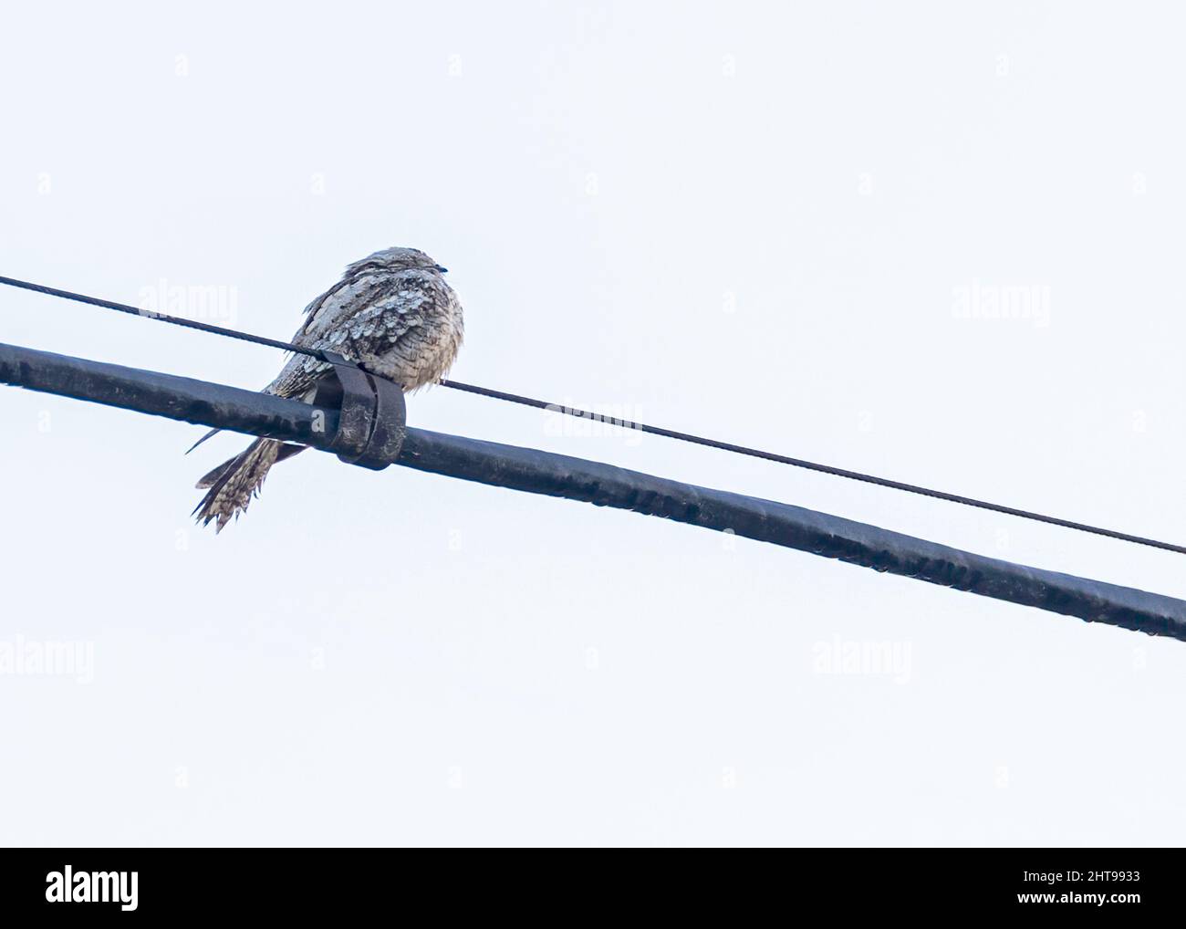 Nighthawk beak hi-res stock photography and images - Alamy