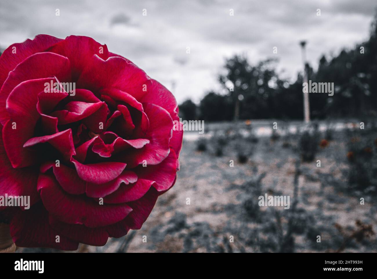 Closeup of a red rose Stock Photo - Alamy