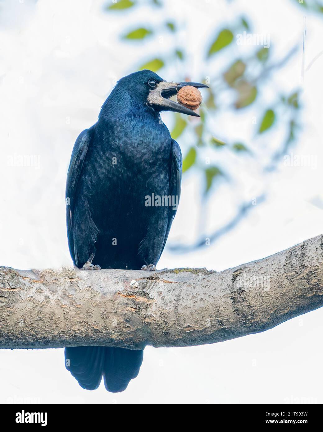 Crow with a walnut on a tree trying to break it Stock Photo - Alamy
