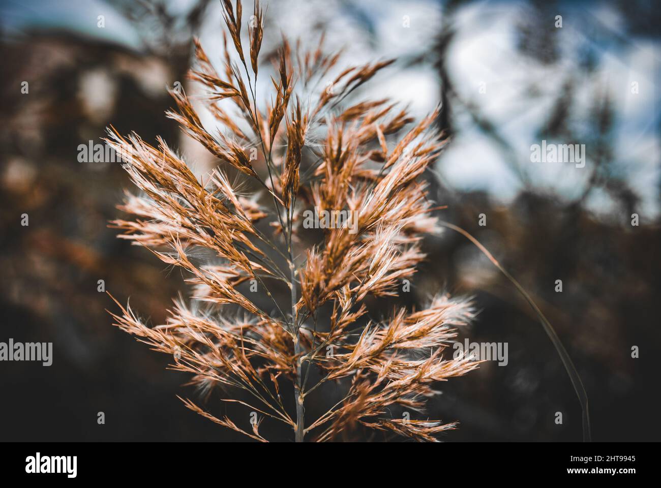 Common element hi-res stock photography and images - Alamy