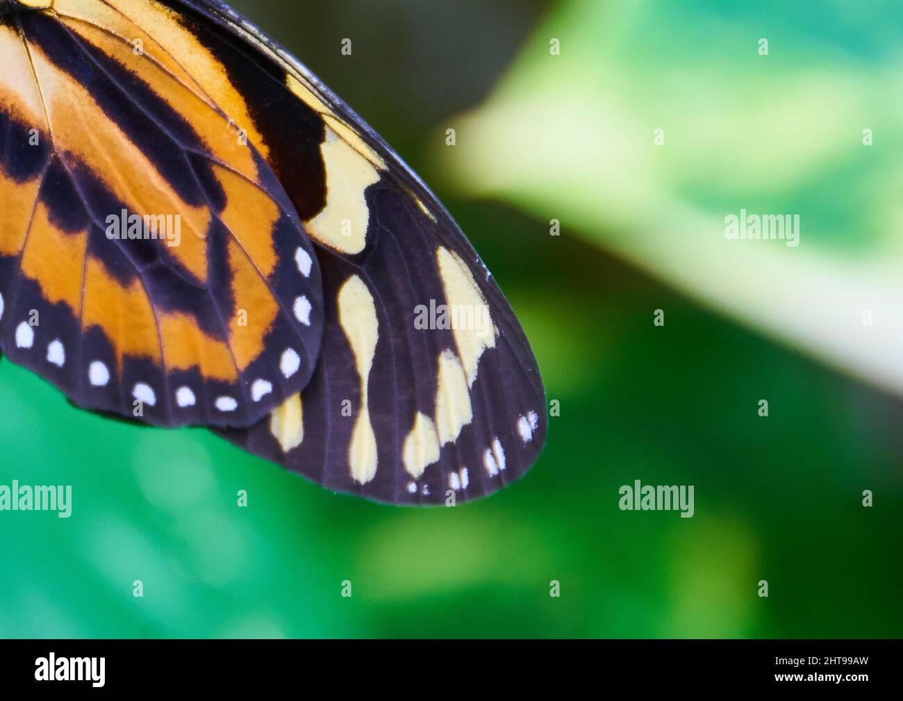 butterfly wings close up Stock Photo - Alamy