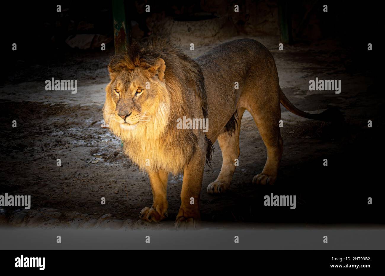 Lion in its cage the zoo Stock Photo - Alamy
