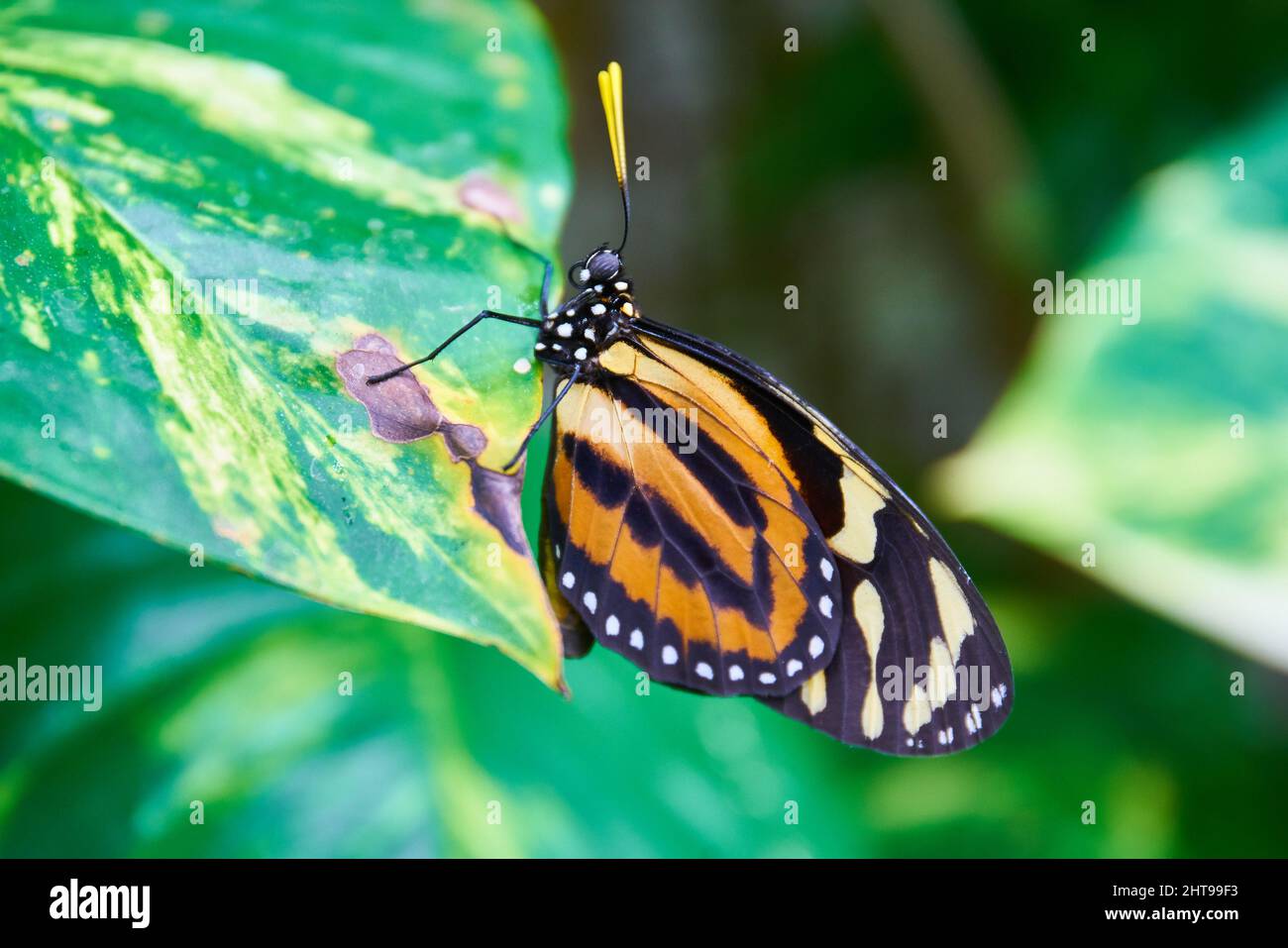butterfly wings close up Stock Photo - Alamy
