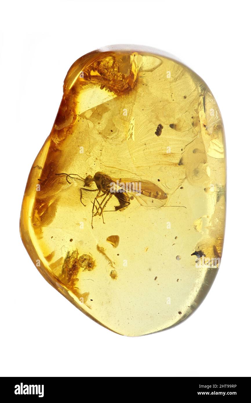 Baltic amber with winged ant isolated on white background Stock Photo ...