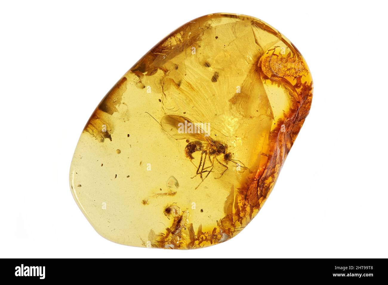 Baltic amber with winged ant isolated on white background Stock Photo ...