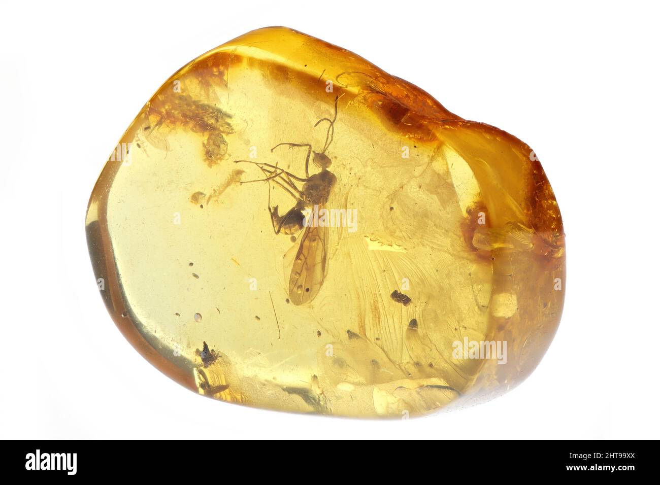 Baltic amber with winged ant isolated on white background Stock Photo ...