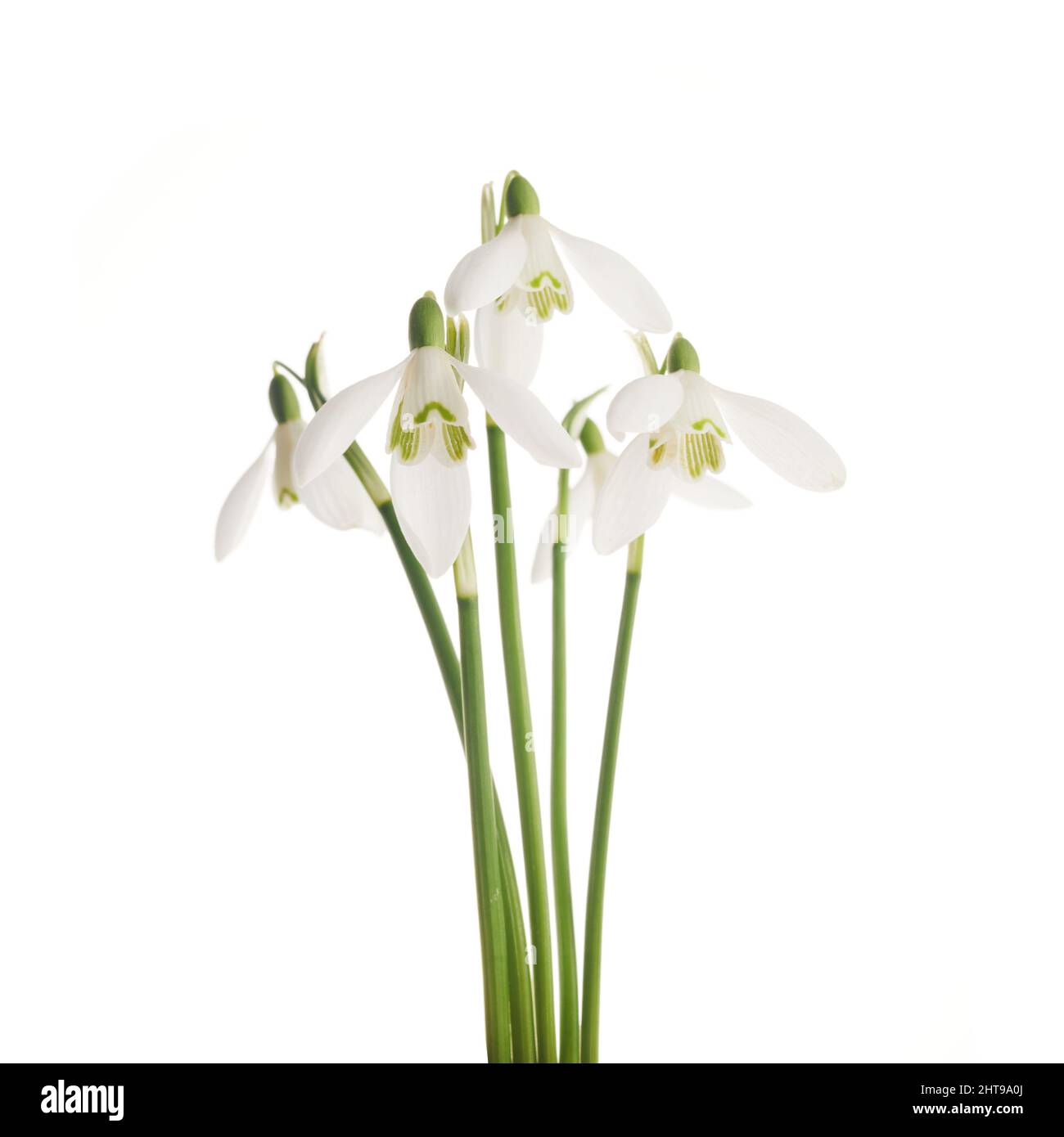 White Snowdrop flowers isolated on white background Stock Photo - Alamy