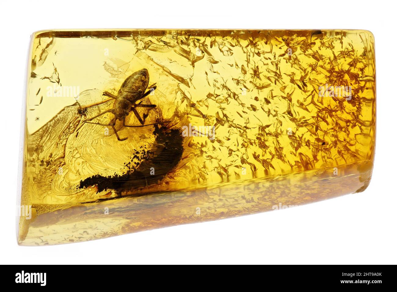 Baltic amber with true bug (heteroptera miridae) isolated on white ...