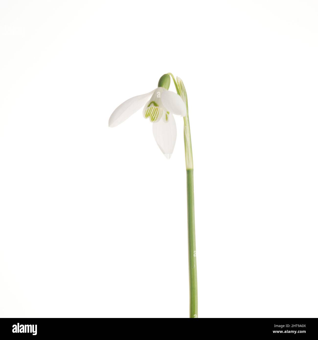 White Snowdrop flowers isolated on white background Stock Photo - Alamy