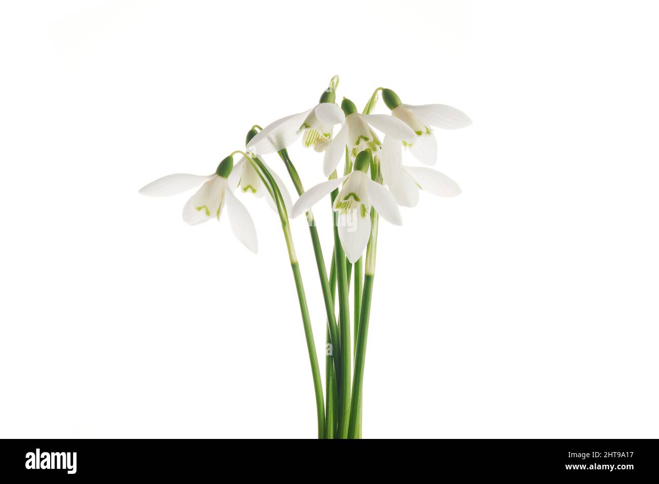 White Snowdrop flowers isolated on white background Stock Photo - Alamy