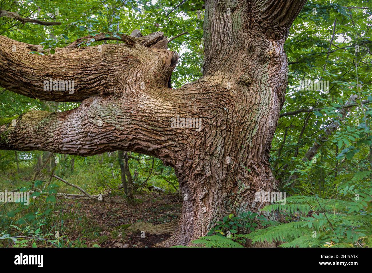 Beautiful view of a big tree surrounded by greens in the woods Stock ...