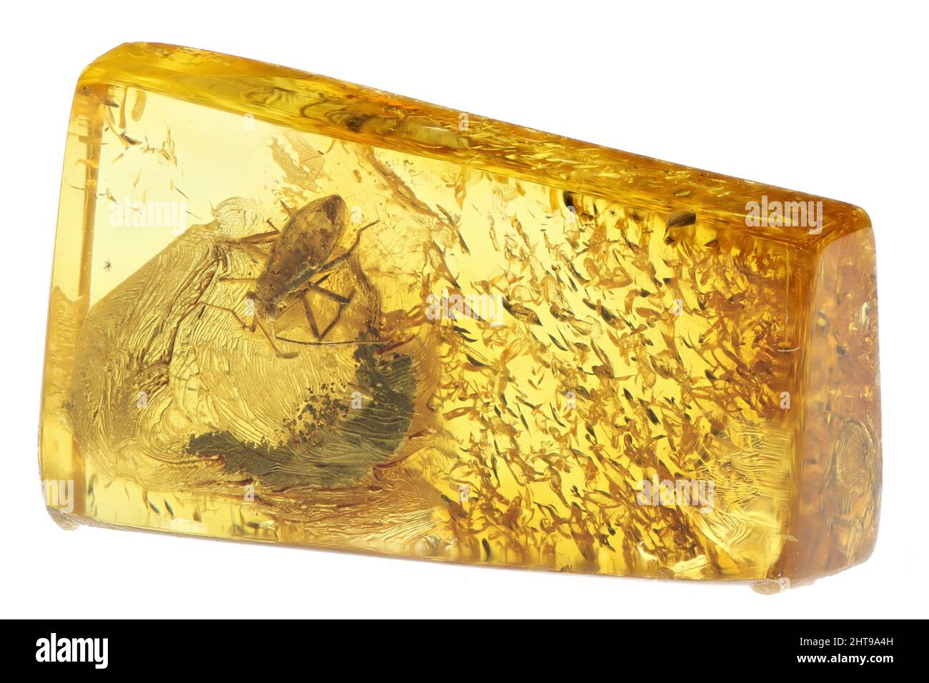 Baltic amber with true bug (heteroptera miridae) isolated on white ...