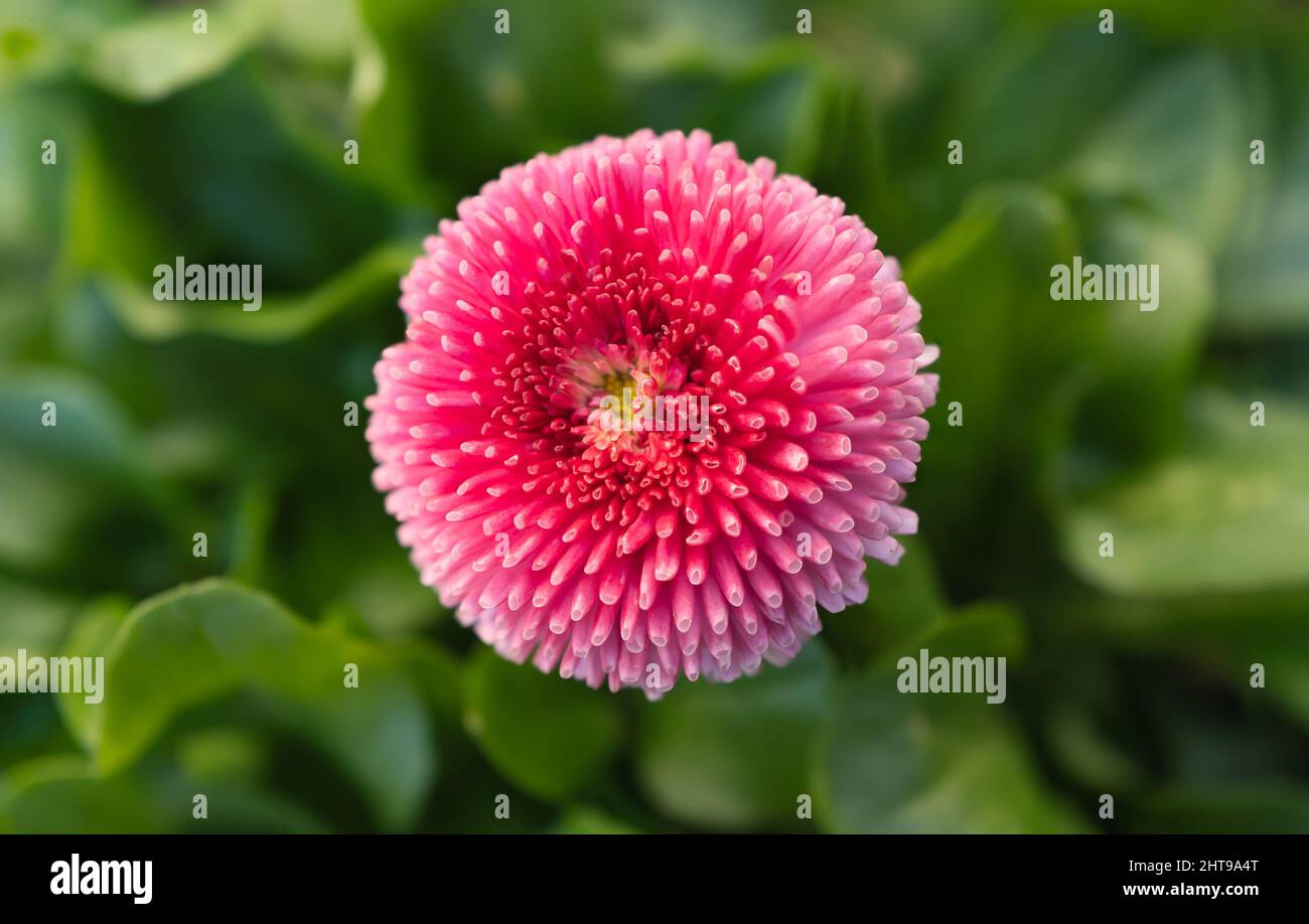 Single pink English Daisy against a backdrop of its green foliage Stock ...