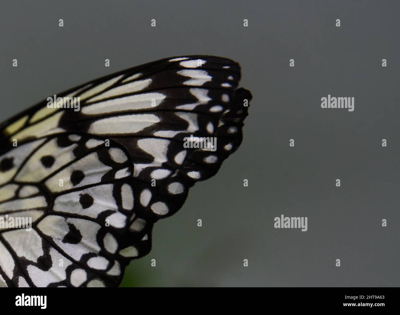 Magnified butterfly wing hi-res stock photography and images - Alamy