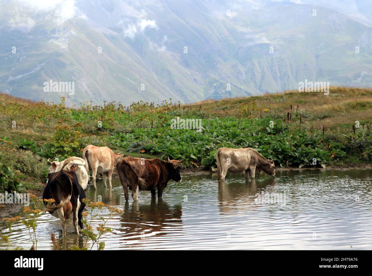 Cows drinking water in the small lake in the countryside Stock Photo ...