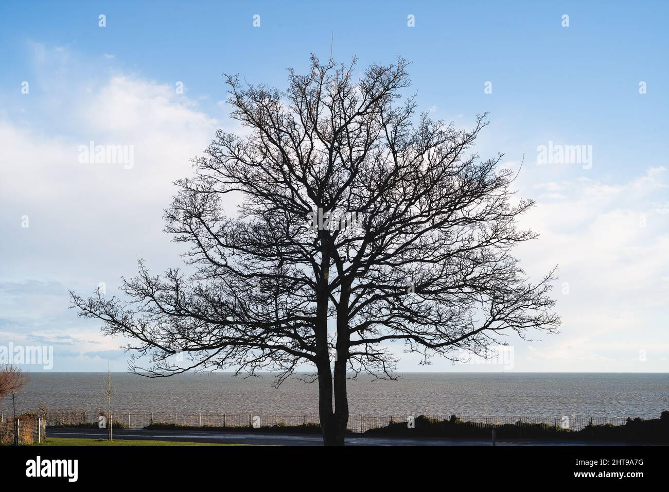 A impressive single sycamore tree in winter stands on grass in front of ...