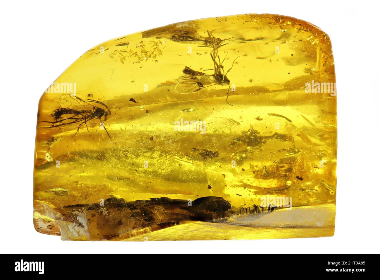 Baltic amber with two wasps (ichneumonidae) isolated on white ...