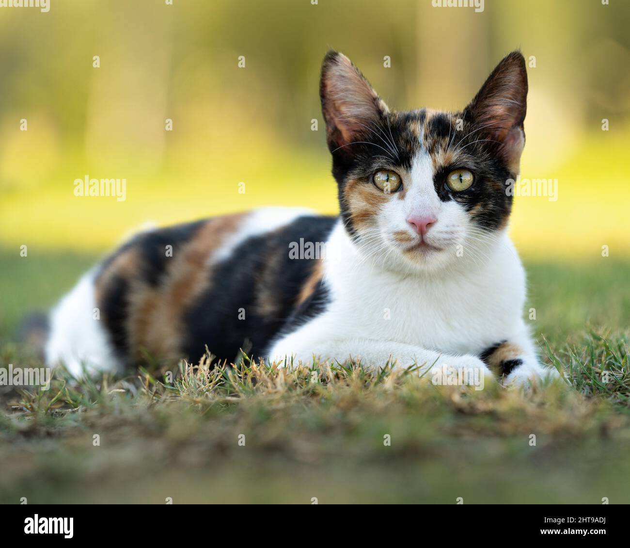 Short haired calico hi-res stock photography and images - Alamy