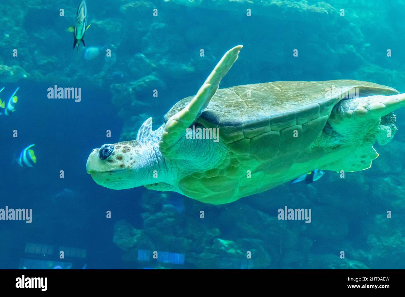 Sea turtle swimming underwater Stock Photo - Alamy