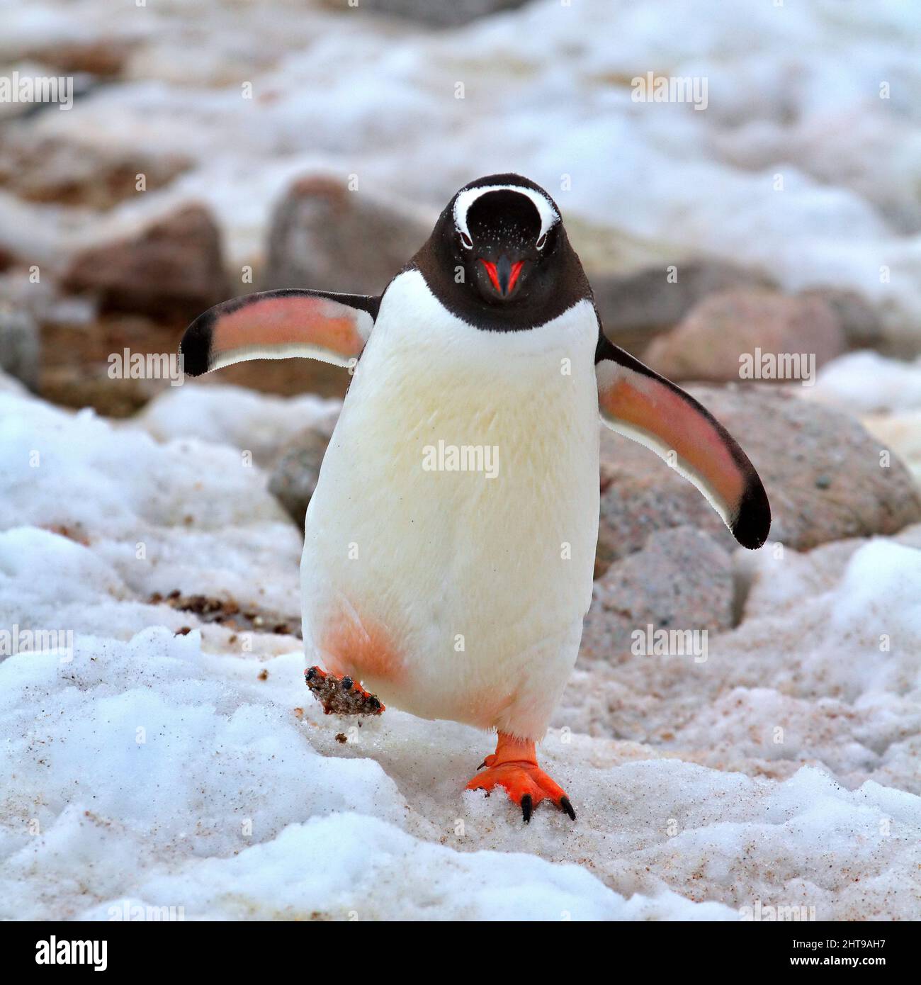 Penguin in its natural habitat in Antarctica Stock Photo - Alamy